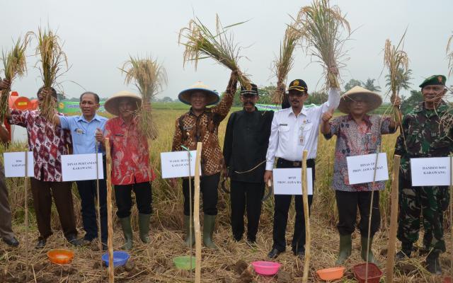 Wakil Bupati Karawang Melaksankan Panen Padi dan Tanam Kedelai Musim Tanam Tahun 2016 | Situs ...